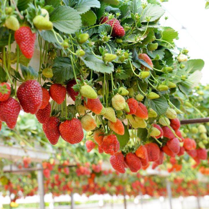 Pokok strawberry sudah berbuah Strawberry Plant with fruit 草莓苗带果 | Lazada