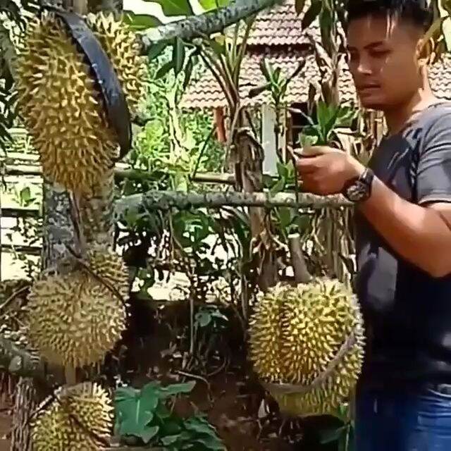 Bibit Pohon Durian Kane/Kani Kaki 3 Super Unggulan Sangat Cepat Berbuah | Lazada Indonesia