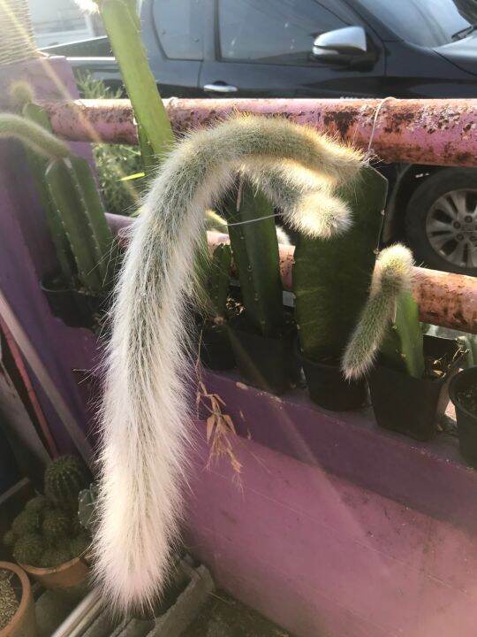 หางลิงตัดสด ยาว 45 Cm | Lazada.co.th