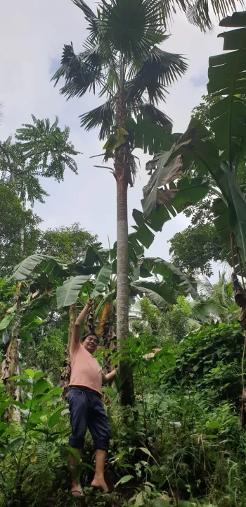 Wild Philippine Anahaw | Lazada PH