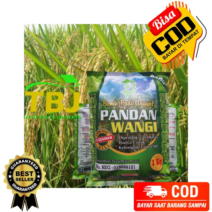 Benih padi pandan wangi Super original | Lazada Indonesia