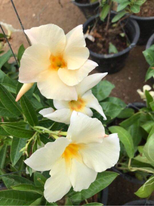 Pokok bunga menjalar mandevilla warna putih white Sun Parasol, apricot ...