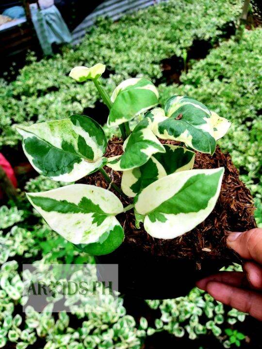POTHOS: MANJULA, MARBLE QUEEN, NJOY, NEON, PEARL AND JADE, GOLDEN ...