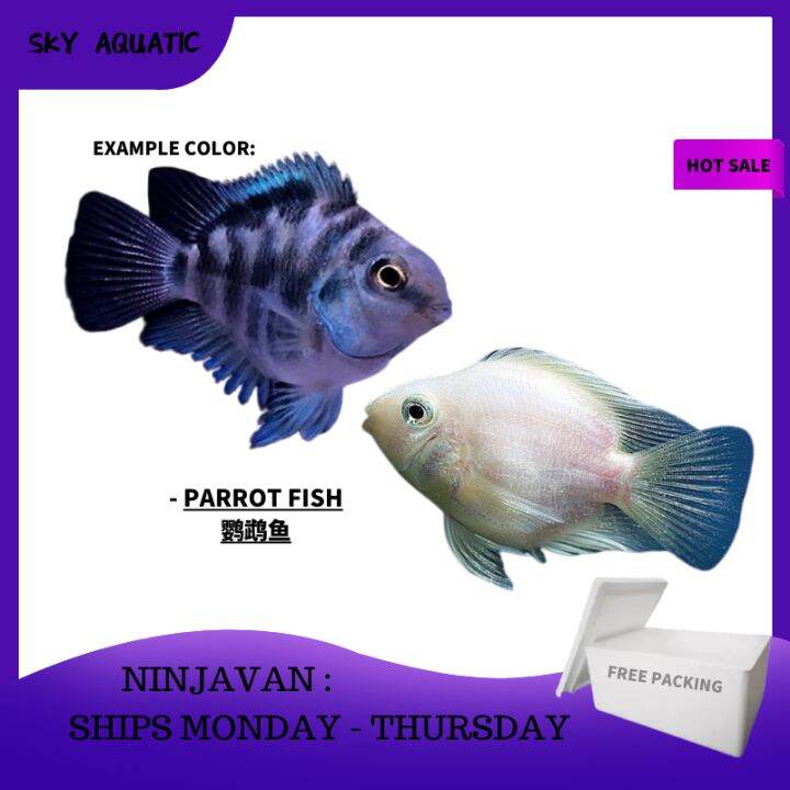 [READY STOCK] Blue Polar Parrot Cichlid 藍宝鸚鵡慈鯛 - 1pcs | Lazada