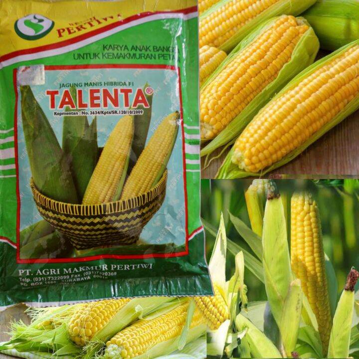 benih jagung manis talenta 250 gram / jagung manis pertiwi / | Lazada ...