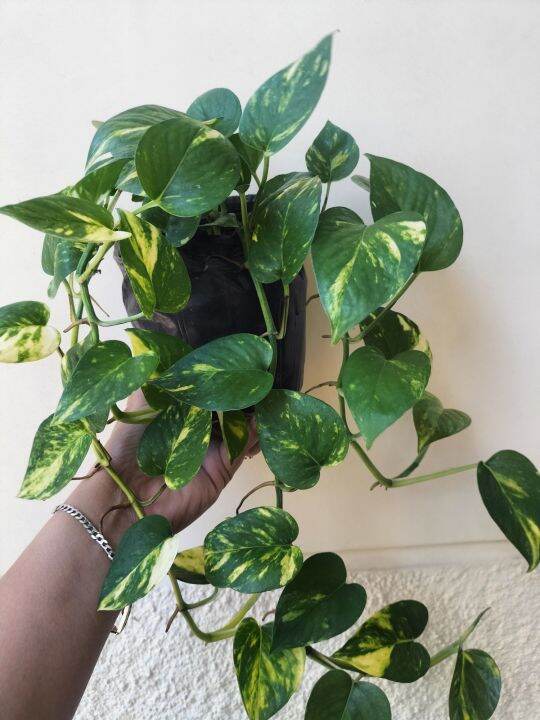 Golden Pothos lush - indoor outdoor live plant | Lazada PH