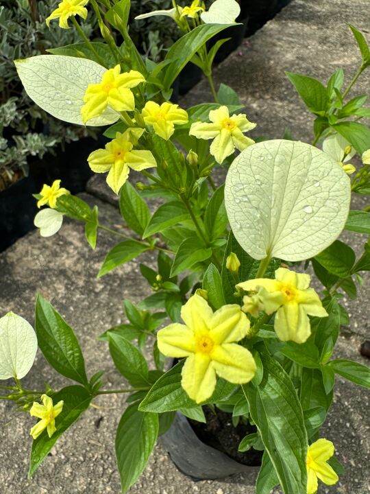 Dwarf Mussaenda yellow live plant | 黃萼花｜玉叶金花 | Lazada