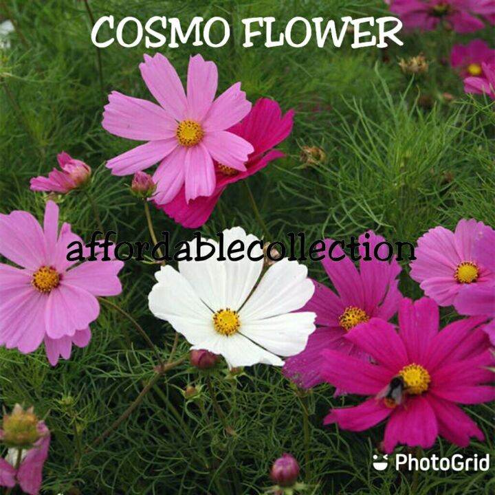 Mix Colour Cosmo Flower Seed / Biji Benih Bunga Kosmo Warna Campur | Lazada