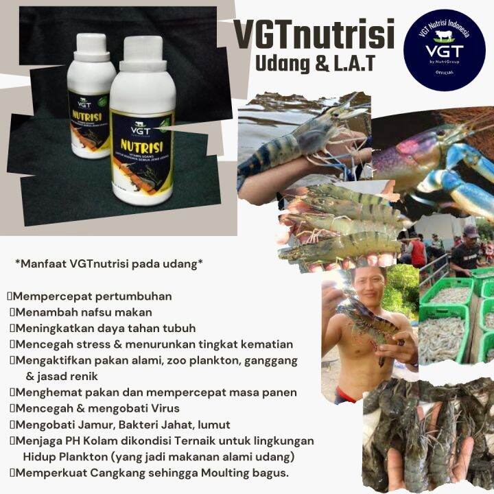 VGT Nutrisi Udang Vaname Bago Windu Lobster air tawar air asin air payau Galah Enzim Tambak ...