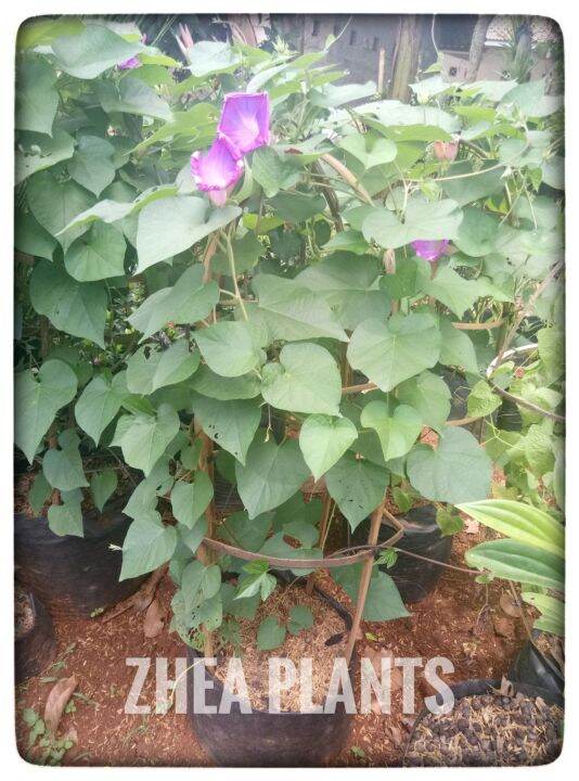 Tanaman Rambat Morning Glory Bunga Ungu | Lazada Indonesia