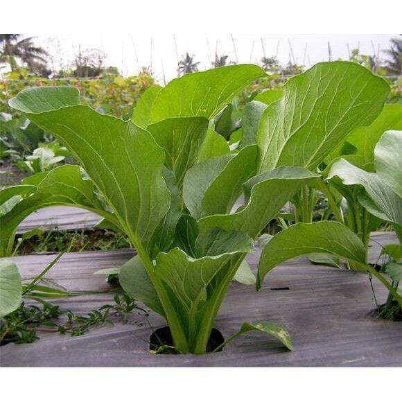 500+bibit CAISIM manis/ sawi manis | Lazada Indonesia