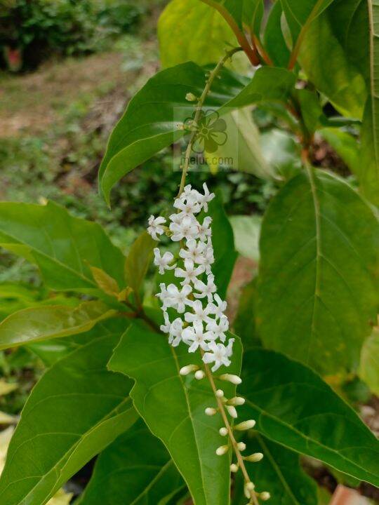 MM- Anak Pokok Mayang Sari / Pokok bunga putih / Pokok Benang sari ...