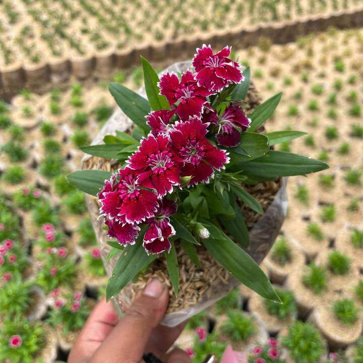 Tanaman bunga anyelir | Lazada Indonesia