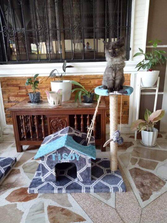 Cat Condo, Cat House | Lazada PH