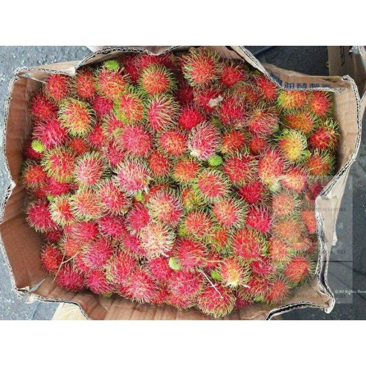 Rambutan Grafted Dwarf seedlings RR variety | Lazada PH