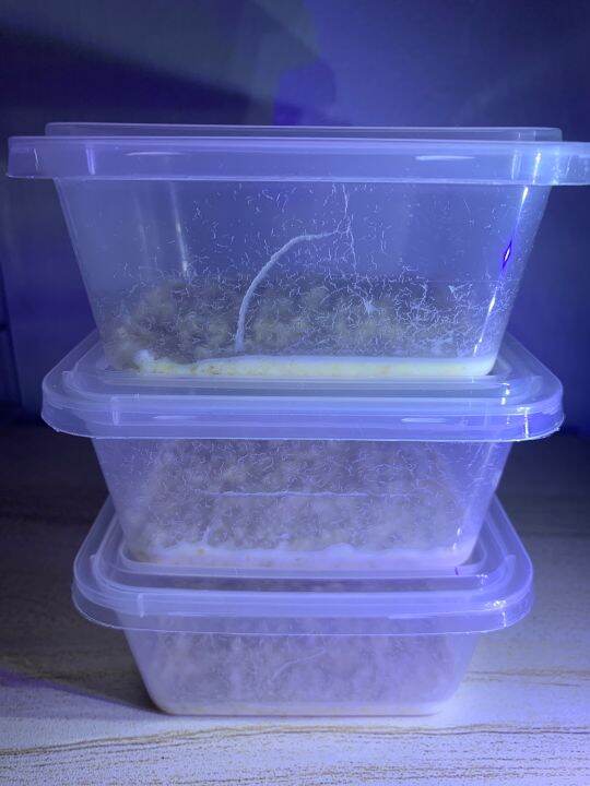 MICROWORM CACING PUTIH HIDUP LIVE WORMS FOR FISH | Lazada