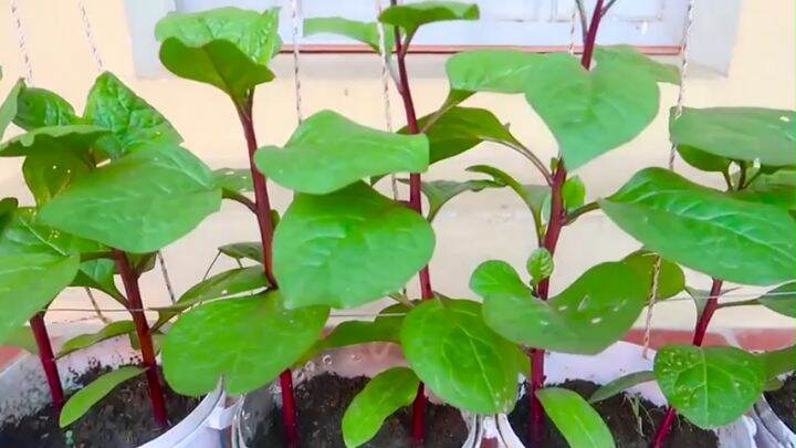 VALUE PACK! 4PCS SEEDS - RED ALUGBATI SEEDS/TAGALOG HYBRID/EASY TO GROW ...