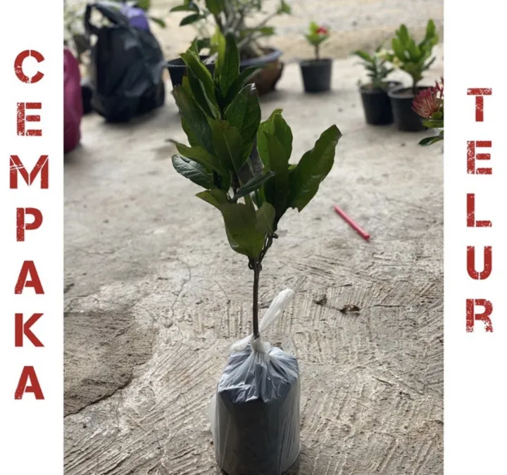 pokok bunga cempaka telur thai murah | Lazada