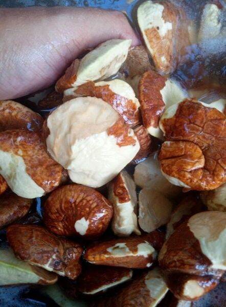 Buah Gayam mentah murah | Lazada Indonesia