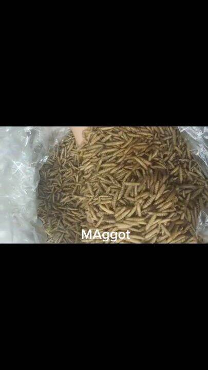 MAGGOT KERING BSF PREMIUM 100GR / MAGOT PAKAN IKAN HIAS / MAGGOT OVEN ...