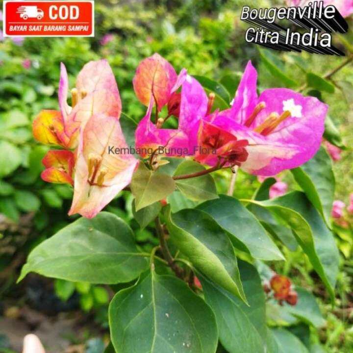 Bugenvil Citra India ORI/ Bougenville Citra India ORI/ Bugenvil ORI ...