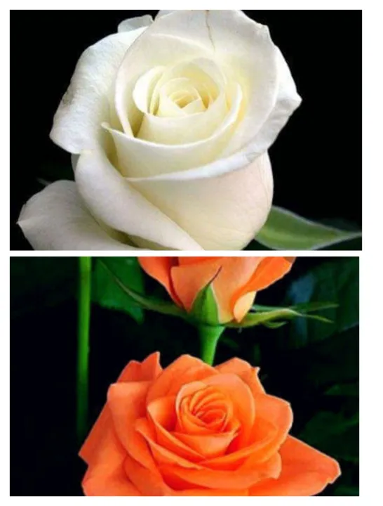 2 paket mawar putih.oren | Lazada Indonesia