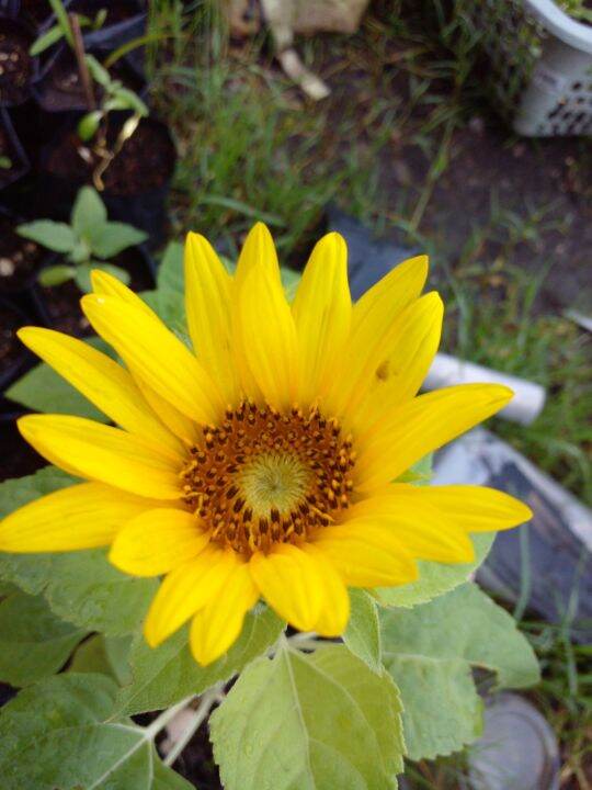 Anak Pokok Bunga Matahari Kerdil | Lazada