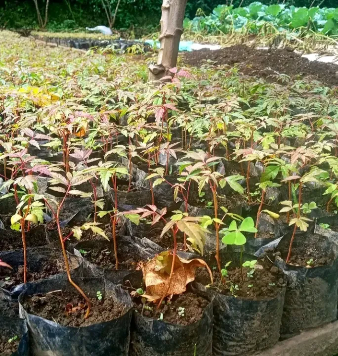 Bibit pohon suren atau surian siap tanam | Lazada Indonesia