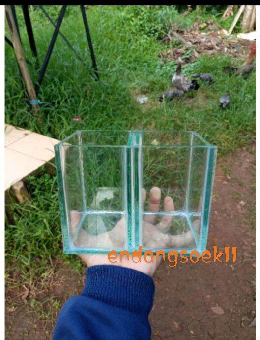 Soliter Ikan cupang sekat dua aquarium dua kotak soliter kaca dua kamar ...