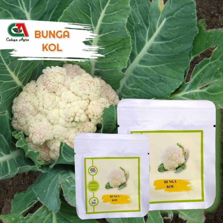 10 Biji Benih Kembang Bunga Kol Putih F1 Diamond 40 Known You Seed ...
