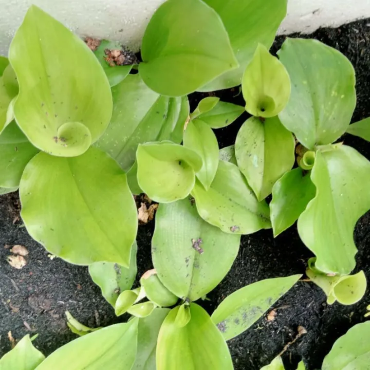 POKOK CEKUR DAUN BESAR | Lazada