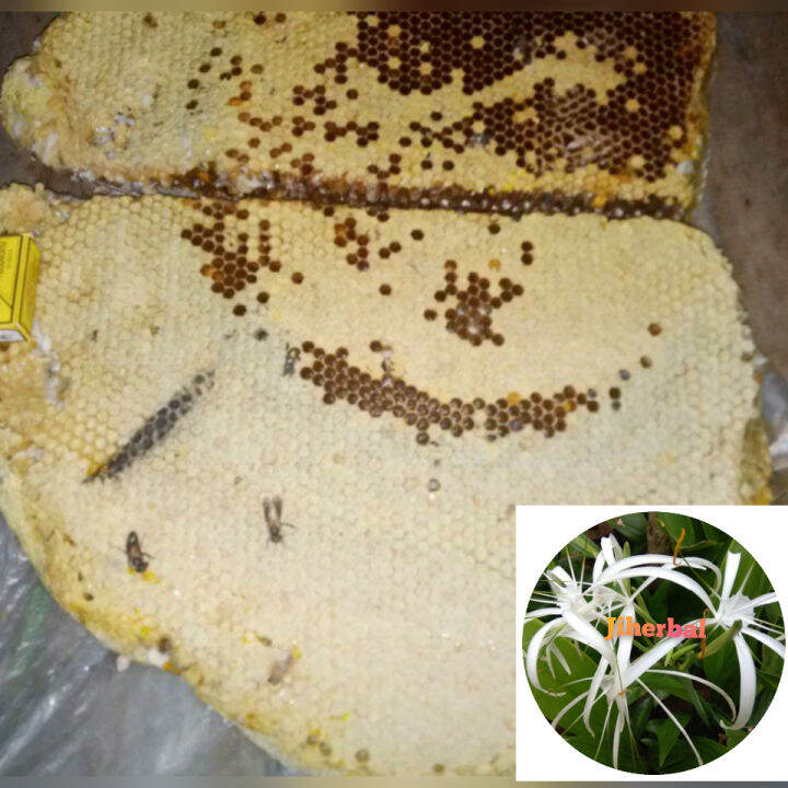 Telur lebah badu umpan mancing | Lazada Indonesia