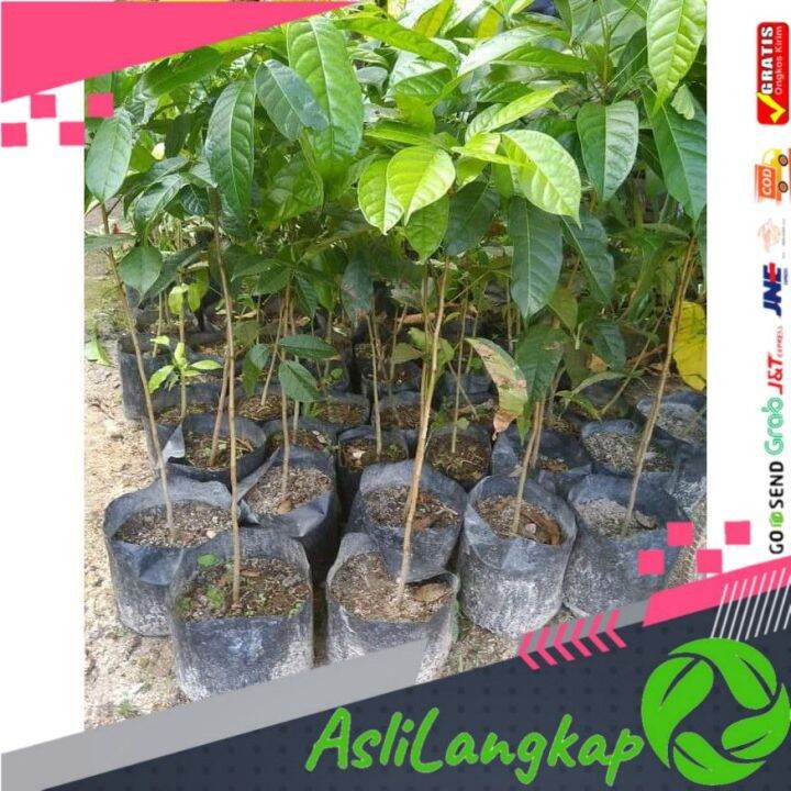 Bibit Pohon Mahoni Benih Kayu Mahoni Super | Lazada Indonesia