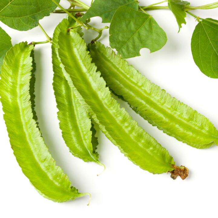50 seeds binhi pantanim winged beans sigarilyas gulay | Lazada PH