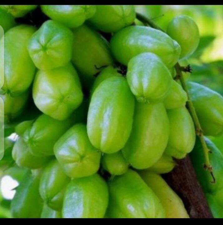 buah belimbing wuluh/calincing | Lazada Indonesia