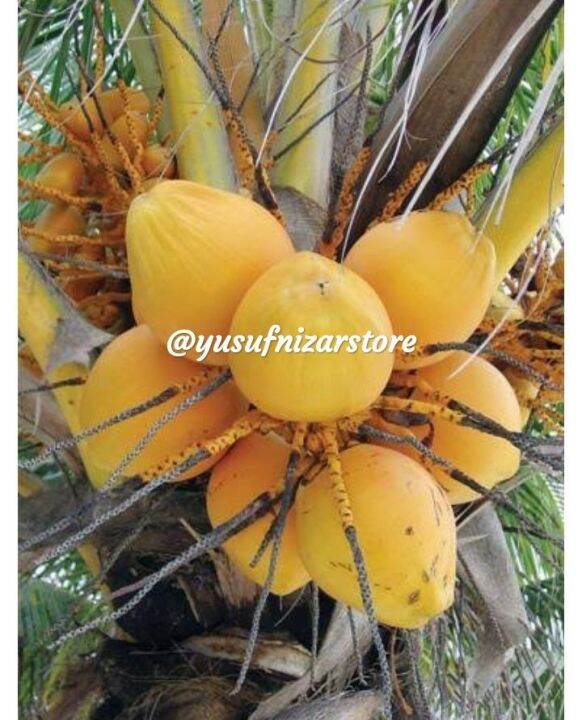 Buah Kelapa Gading Kuning Muda 1 Pcs | Lazada Indonesia