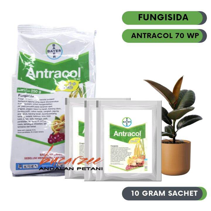 Fungisida Antracol 70 WP Kemasan Hemat 10 Gram | Lazada Indonesia