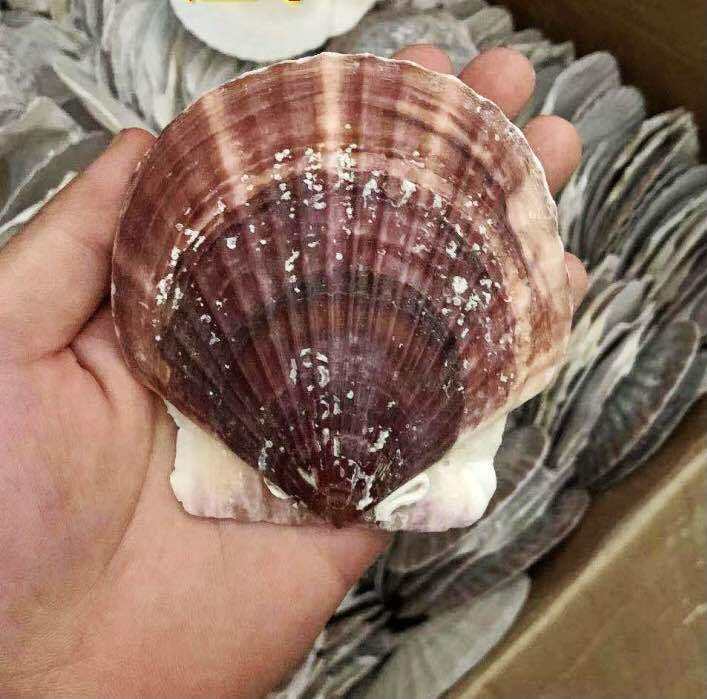 หอยเชลล์แดงตัวใหญ่ large red scallop shell 9-11cm | Lazada.co.th