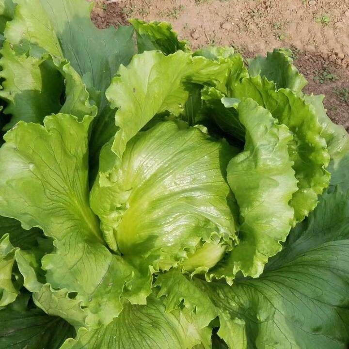 Benih Salad Bulat 100pcs/Iceberg Lettuce/玻璃生菜籽 | Lazada