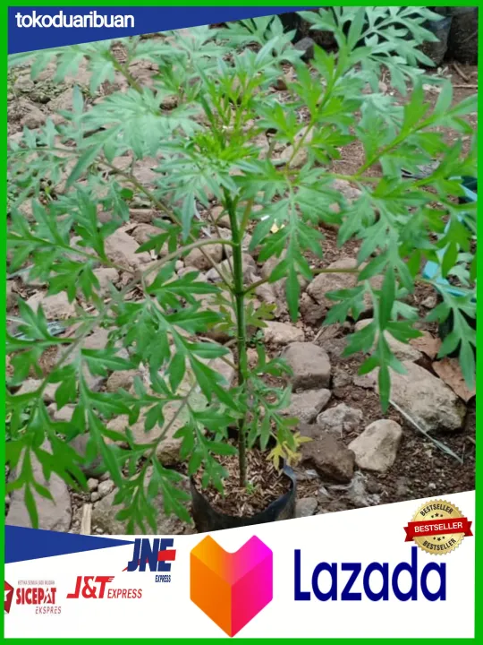 Bibit Tanaman Daun Kenikir bunga pink - kenikir untuk Lalap dan juga ...