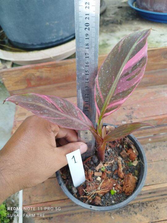 กล้วยโนโนะ Musa Nono Banana Variegated New Rare Tissue Culture Plants ...