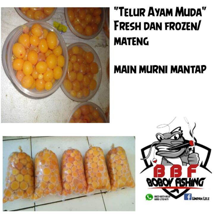Telur Ayam Muda/Uritan 1 Kg | Lazada Indonesia
