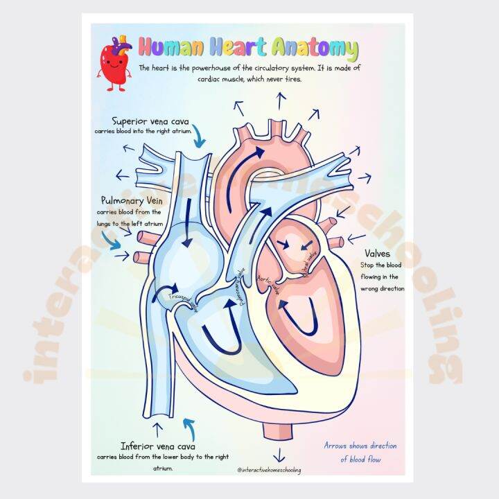 Laminated Human Heart Anatomy, Homeschool, Science, Busy Book Page ...