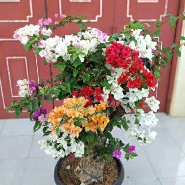 bibit tanaman hias Bougenville 3.warna.4 warna.bunga kertas | Lazada ...
