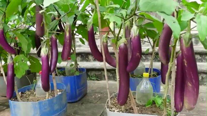 VALUE PACK! 10pcs - Eggplant/Talong Seeds (Mahaba) 1pack | Lazada PH