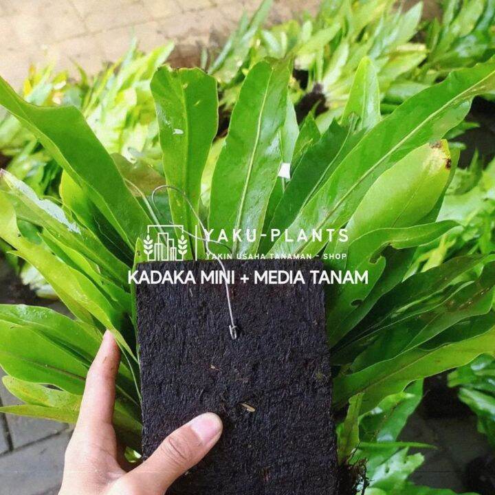 TANAMAN HIAS KADAKA MINI BERMEDIA TANAM - YAKU PLANTS | Lazada Indonesia