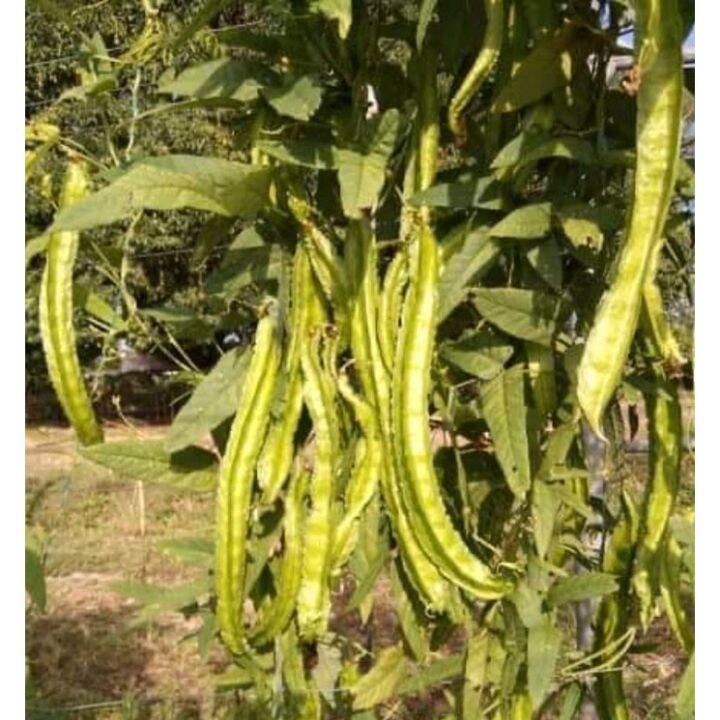 Hybrid sigarilyas winged bean Long (5 Seeds) | Lazada PH