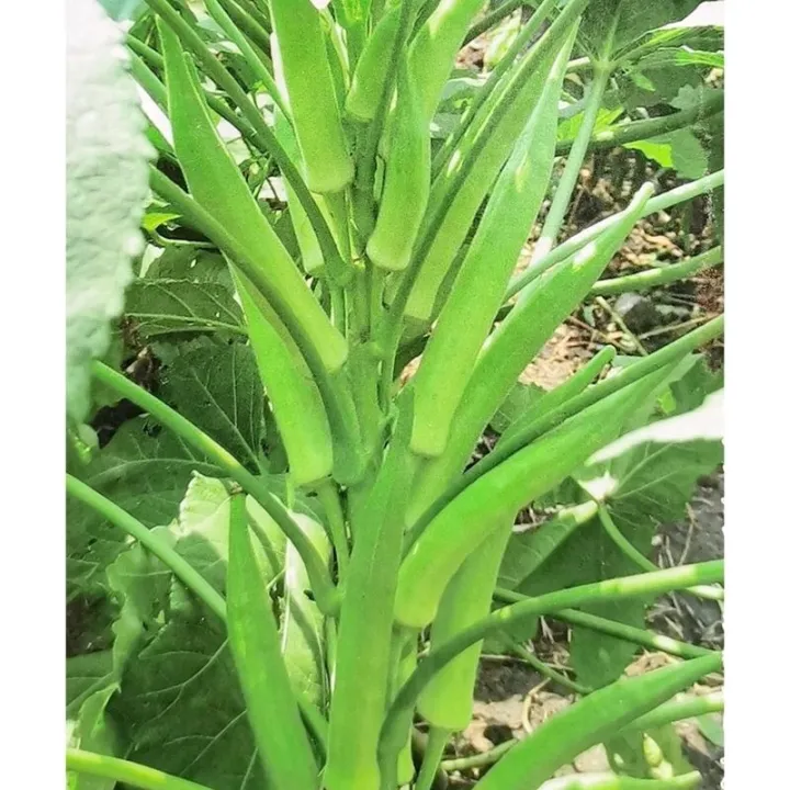 Benih Bendi Jepun Bulat 5pcs/Japan Round Okra/日本无角圆羊角豆 | Lazada