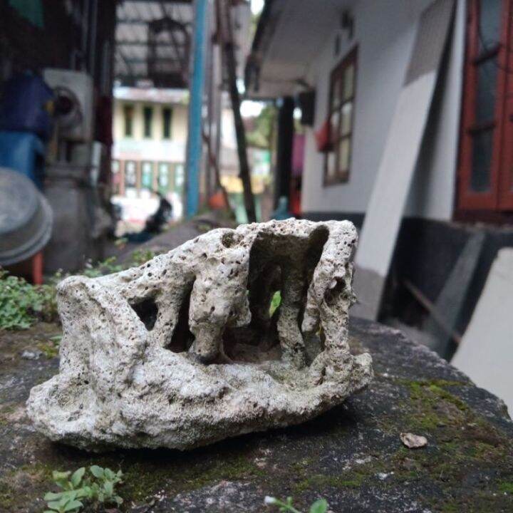 rumah ikan hias batu karang lubang goa seram aquascape aquarium rumah ...