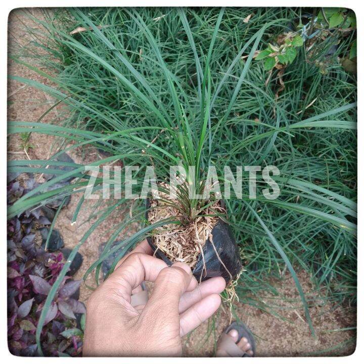 Tanaman Hias Indoor Kucai Gondrong / Pohon Kucay Panjang | Lazada Indonesia